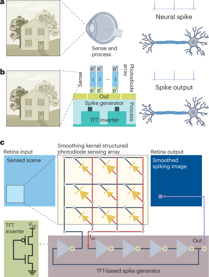 A silicon retina that works with spikes | Nature Electronics