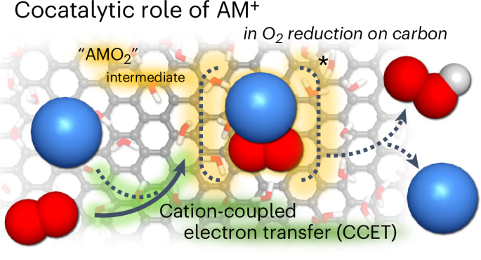 Alkali metal cations act as homogeneous cocatalysts for the oxygen ...