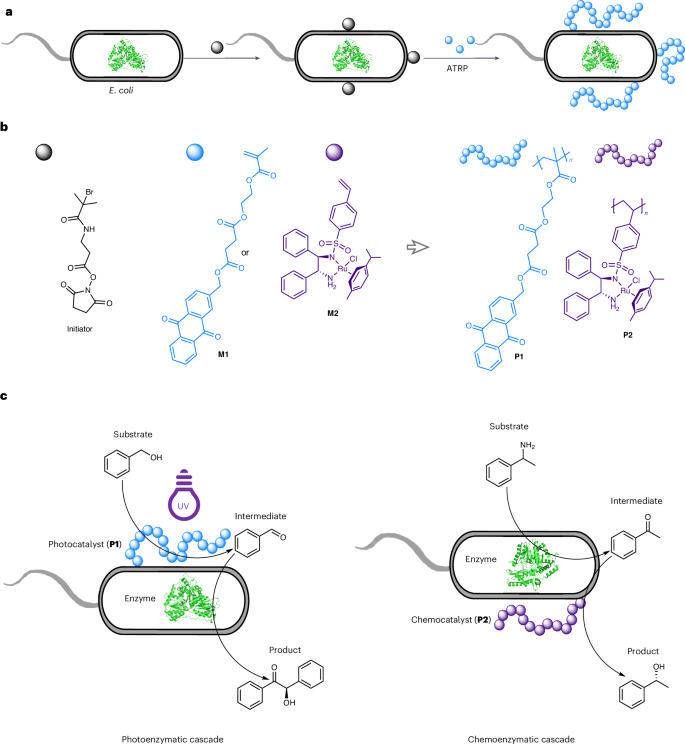 Engineering living cells with polymers for recyclable photoenzymatic ...