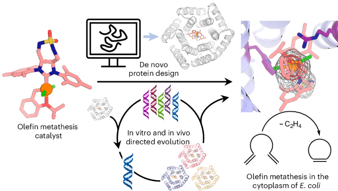 De novo design and evolution of an artificial metathase for cytoplasmic ...