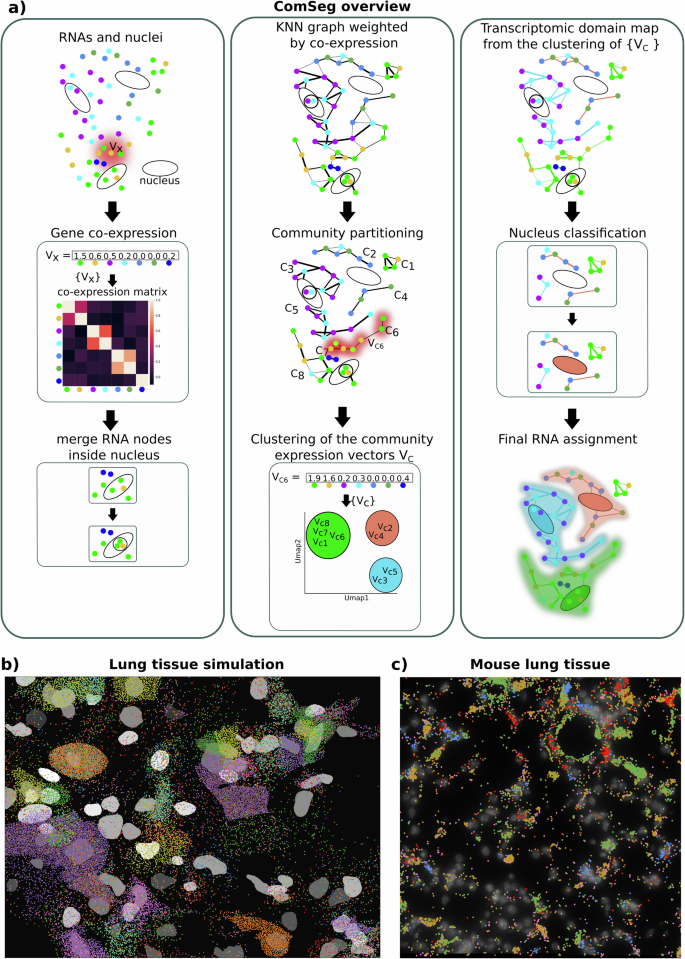 A point cloud segmentation framework for image-based spatial transcriptomics | Communications ...