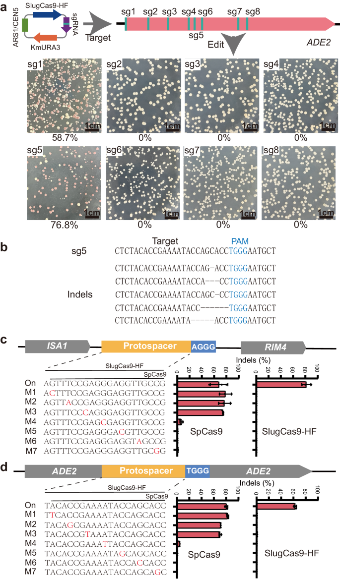 Efficient and markerless gene integration with SlugCas9-HF in ...