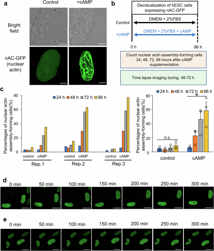 Nuclear actin assembly is an integral part of decidualization in human ...