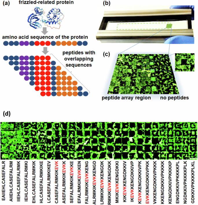 High-throughput screening for cell binding and repulsion peptides on multifunctionalized ...