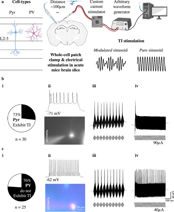 Cell-specific effects of temporal interference stimulation on cortical ...