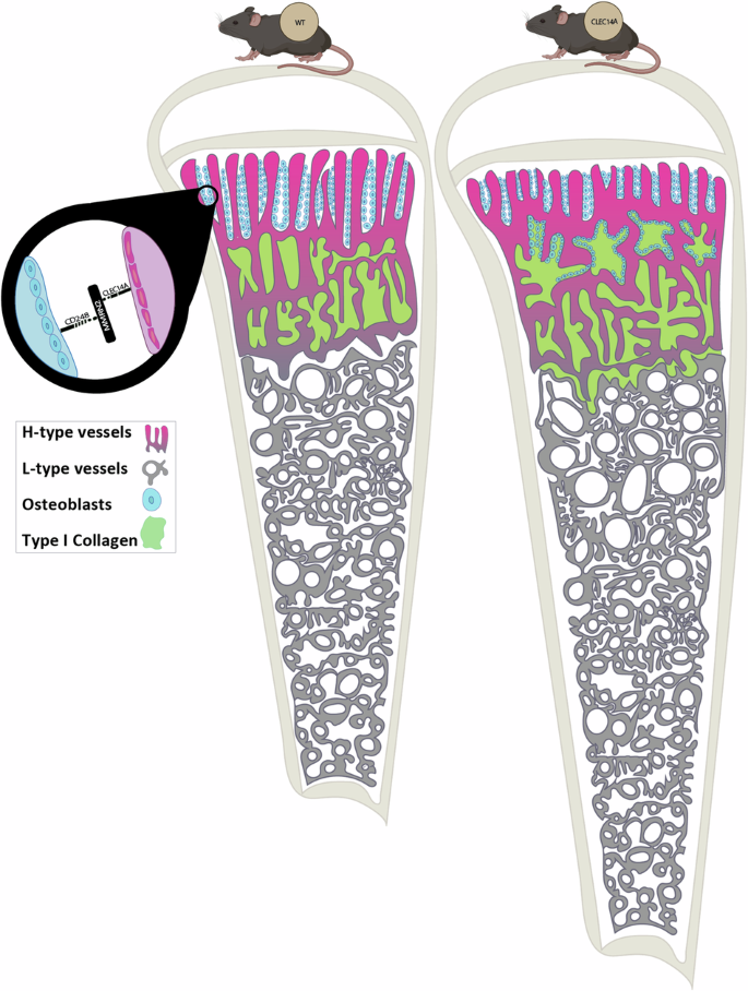 Type-H endothelial cell protein Clec14a orchestrates osteoblast ...