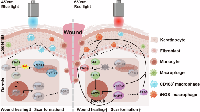 Visible light accelerates skin wound healing and alleviates scar ...