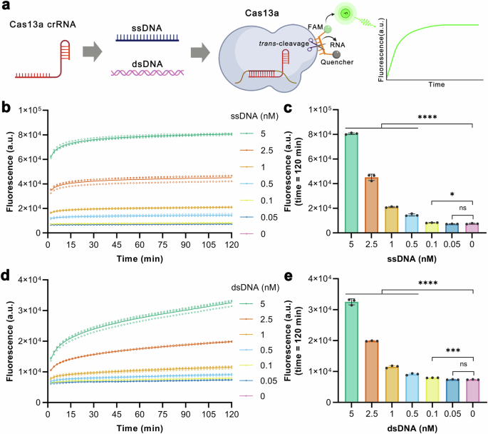 Harnessing noncanonical trans-cleavage characteristics of Cas12 and ...