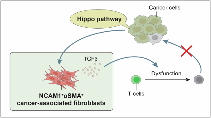 Hippo pathway in cancer cells induces NCAM1+αSMA+ fibroblasts to modulate tumor microenvironment ...