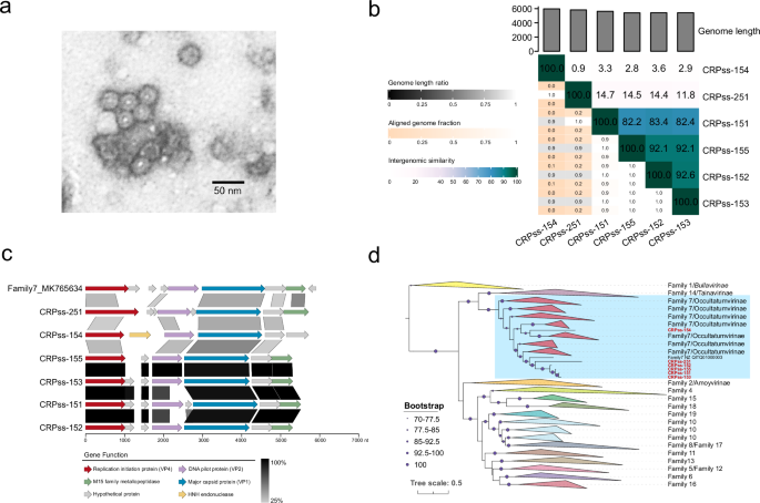 Diversity and distribution of a prevalent Microviridae group across the ...