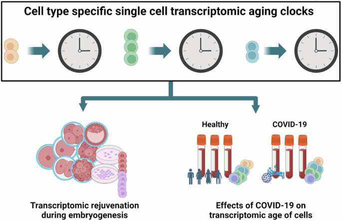 Profiling the transcriptomic age of single-cells in humans | Communications Biology