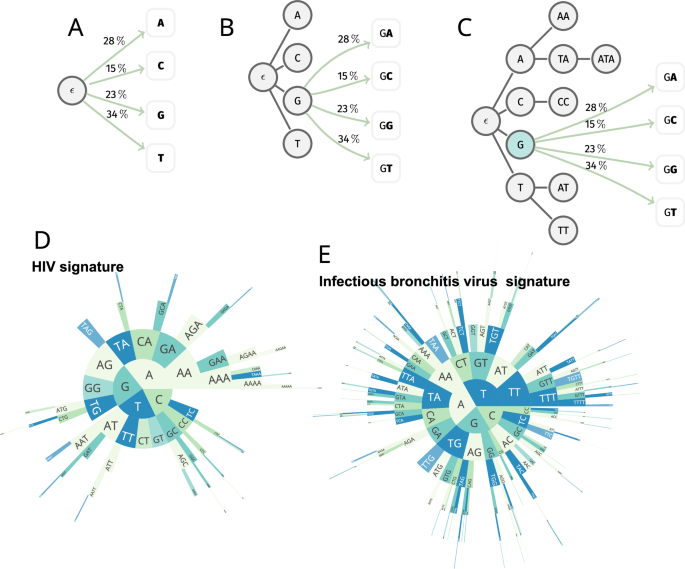 Evolution shapes and conserves genomic signatures in viruses | Communications Biology