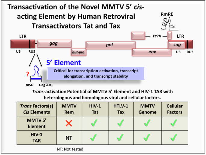 Transactivation of the novel 5’ cis-acting element of mouse mammary ...