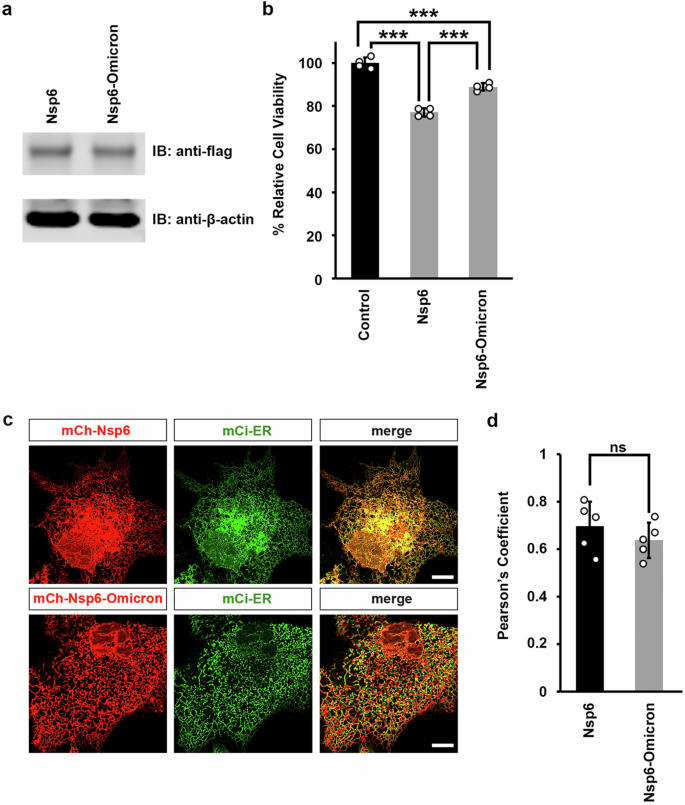 SARS-CoV-2 Nsp6-Omicron causes less damage to the Drosophila heart and ...
