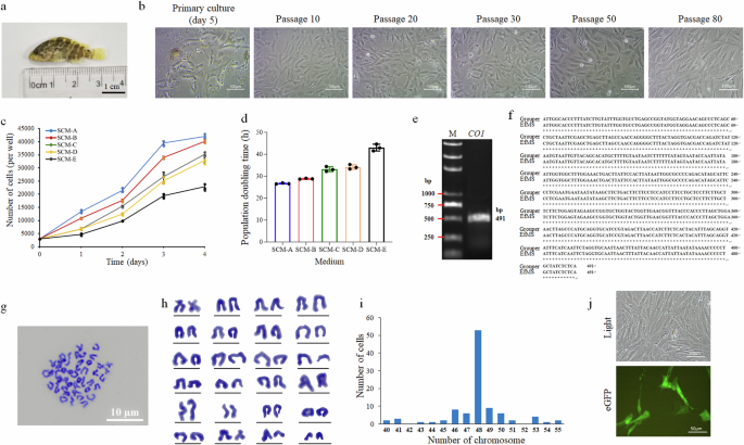 A spontaneously immortalized muscle stem cell line (EfMS) from brown ...