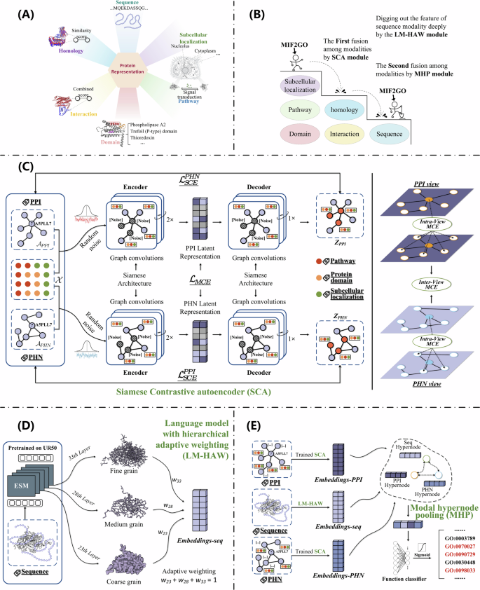 Annotating protein functions via fusing multiple biological modalities ...