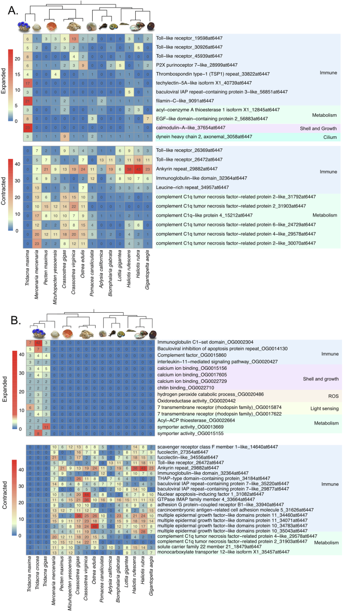 Photosymbiosis shaped animal genome architecture and gene evolution as ...
