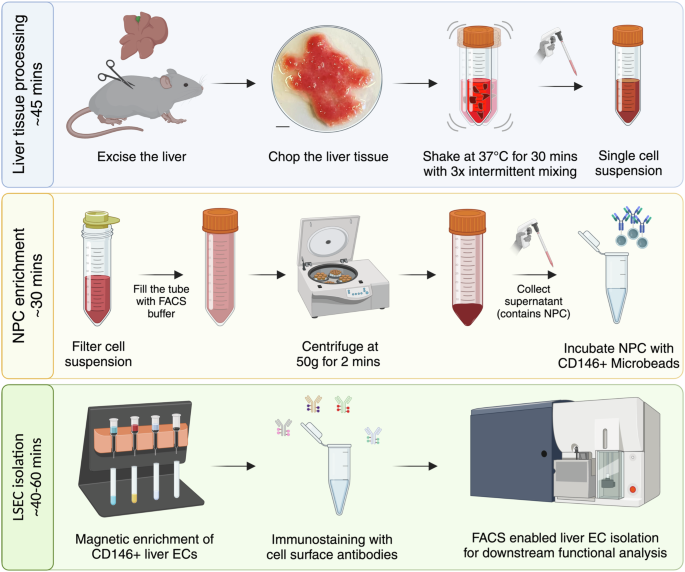 A perfusion-independent high-throughput method to isolate liver sinusoidal endothelial cells ...
