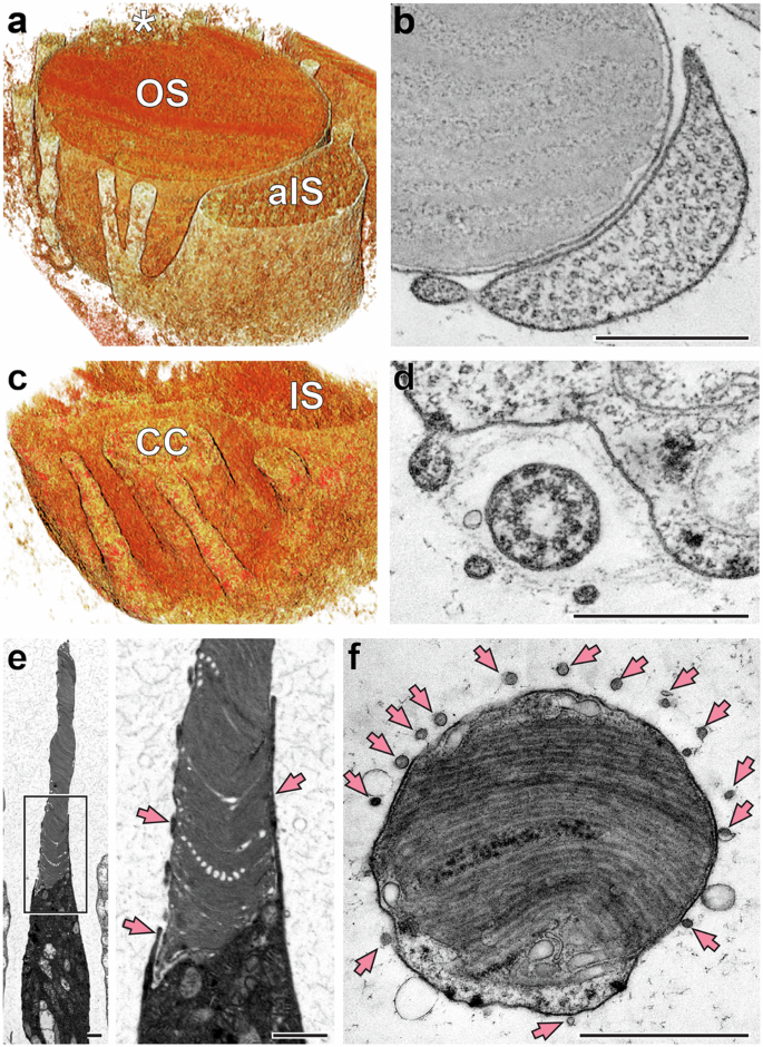 Unique ultrastructural organization of human rod photoreceptors ...