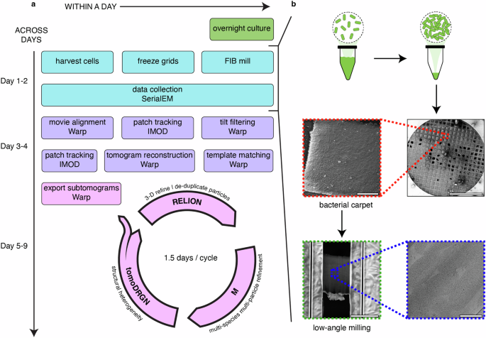 Rapid structural analysis of bacterial ribosomes in situ ...