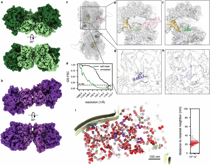 Rapid structural analysis of bacterial ribosomes in situ ...