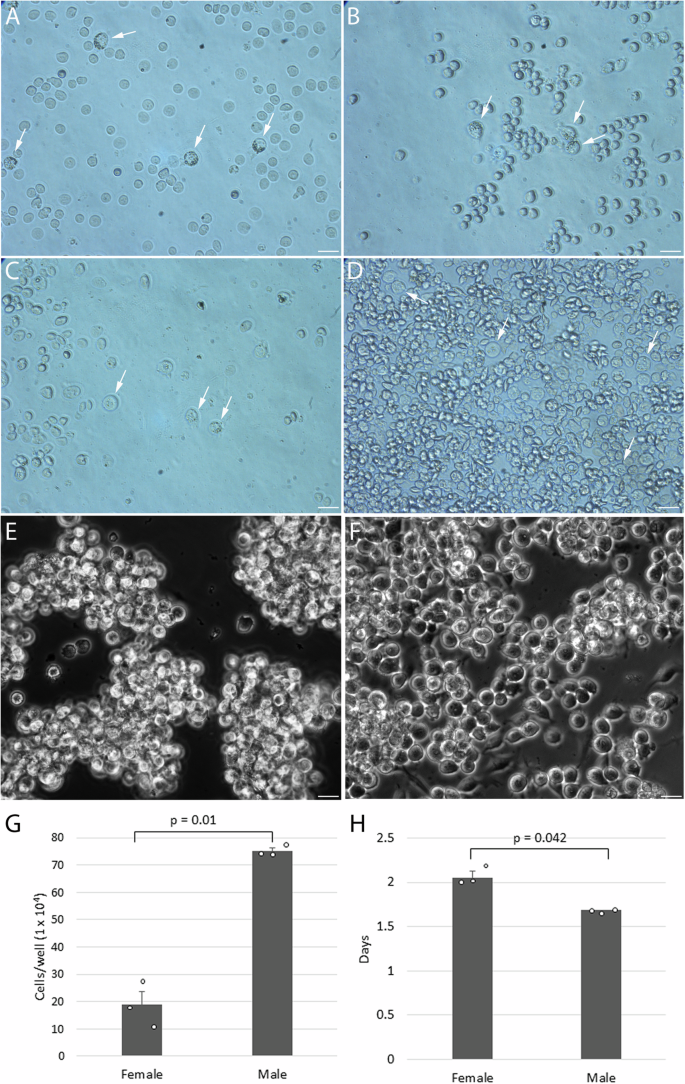 Propagation of goose primordial germ cells in vitro relies on FGF and ...