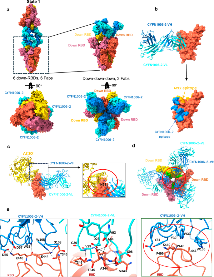 Potent and broadly neutralizing antibodies against sarbecoviruses ...