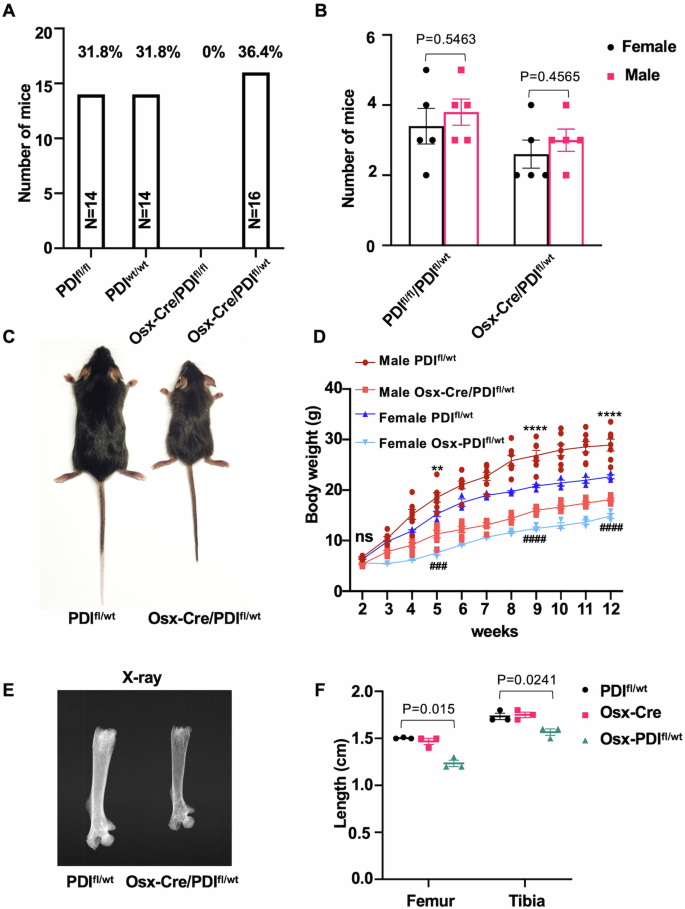 Protein disulfide isomerase is essential for osteoblast differentiation ...