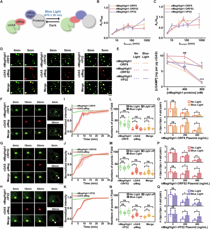 Rational design of chemical- and light-inducible cGAS activation based ...