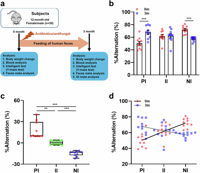 Increasing spatial working memory in mice with Akkermansia muciniphila ...