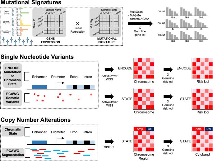 Characterizing somatic mutations in ovarian cancer germline risk ...