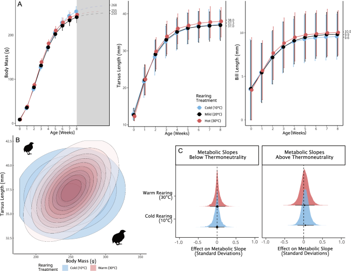 Limited evidence that body size shrinking and shape-shifting alleviate ...