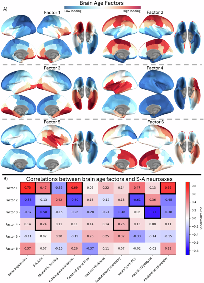 Distinct brain age gradients across the adult lifespan reflect diverse ...
