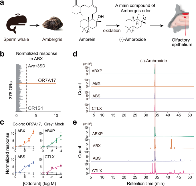 An odorant receptor for a key odor constituent of ambergris ...