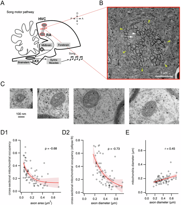 Mitochondria delay action potential propagation | Communications Biology