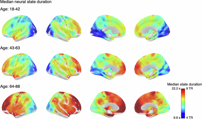 Temporal dedifferentiation of neural states with age during ...