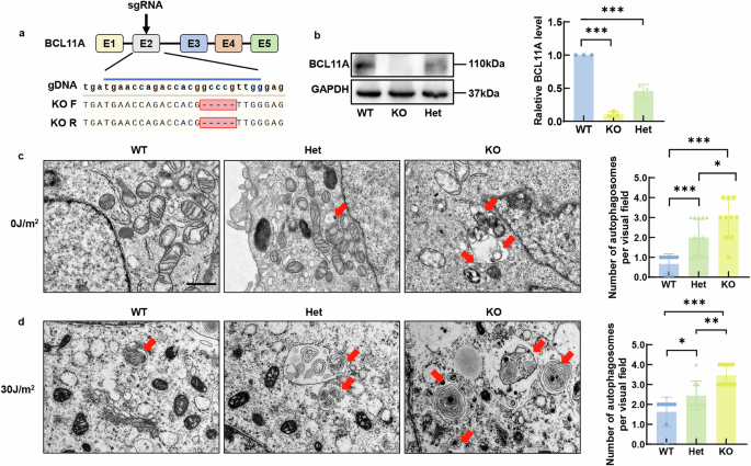 BCL11A deficiency protects epidermis from UVB-induced damage through ...