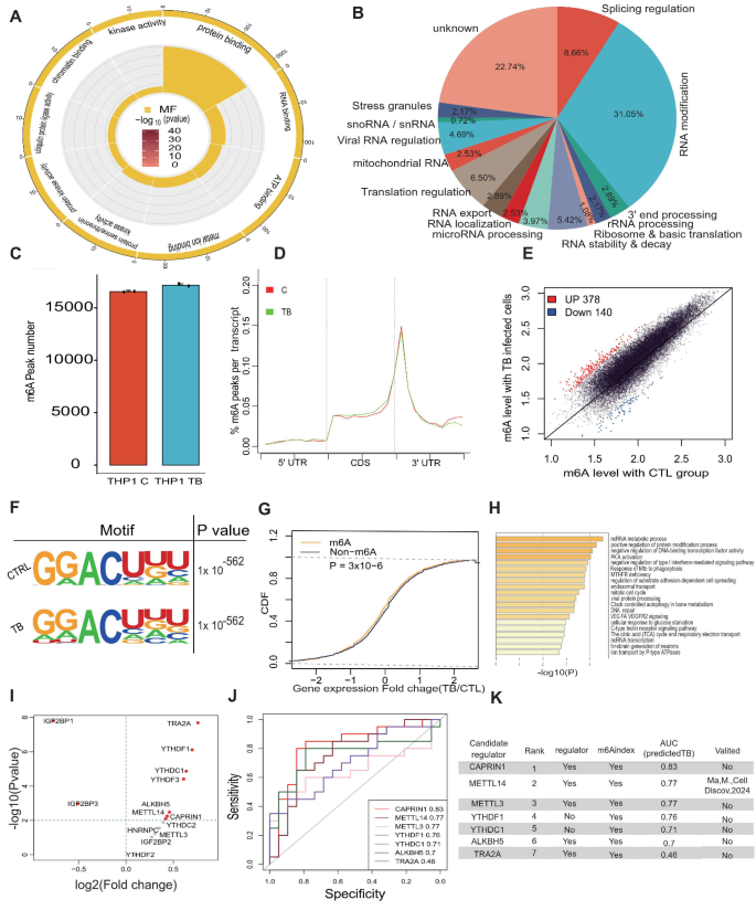 CAPRIN1 specifically mediates m6A modification of RIG-I RNA to inhibit ...