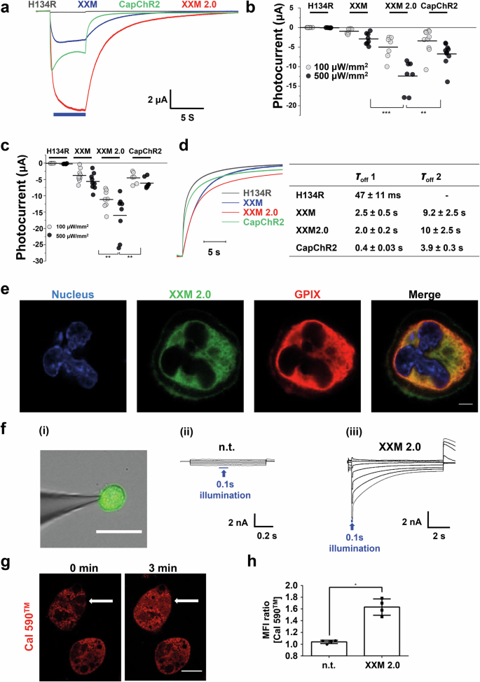Optogenetic induction of subcellular Ca2+ events in megakaryocytes and ...