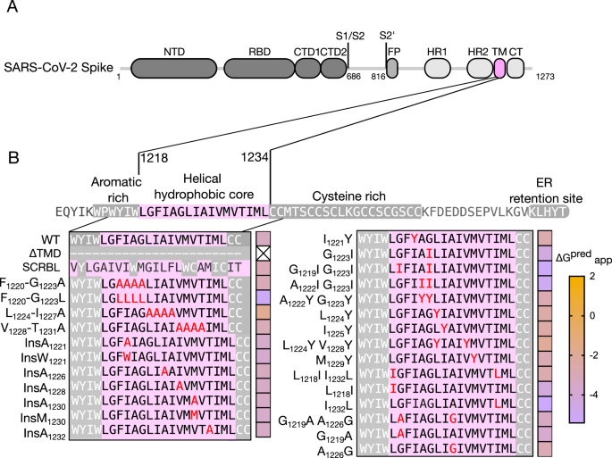 The sequence and structural integrity of the SARS-CoV-2 Spike protein ...