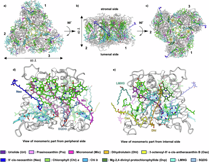 Distinctive and functional pigment arrangements in Lhcp, a prasinophyte ...