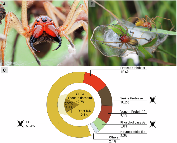 Comparative venomics suggests an evolutionary adaption of spider venom ...