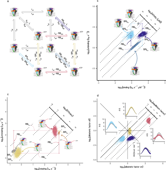 Bayesian inference of functional asymmetry in the homotrimeric ligand ...