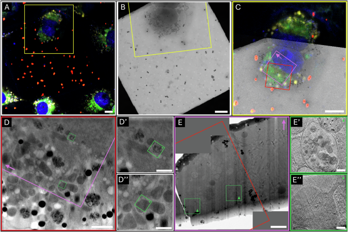 Cryo-CLXEM introduces cryo-SXT to bridge the resolution gap in cryo ...