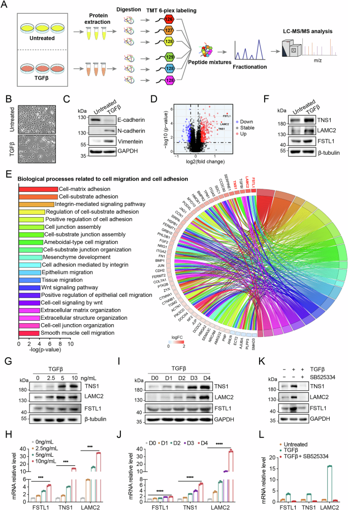 A positive feedback loop between TNS1 and ZEB1 promotes TGFβ-induced ...