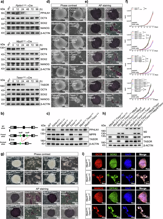 The HUSH complex facilitates the exit of pluripotency | Communications ...