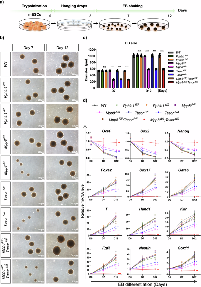 The HUSH complex facilitates the exit of pluripotency | Communications ...