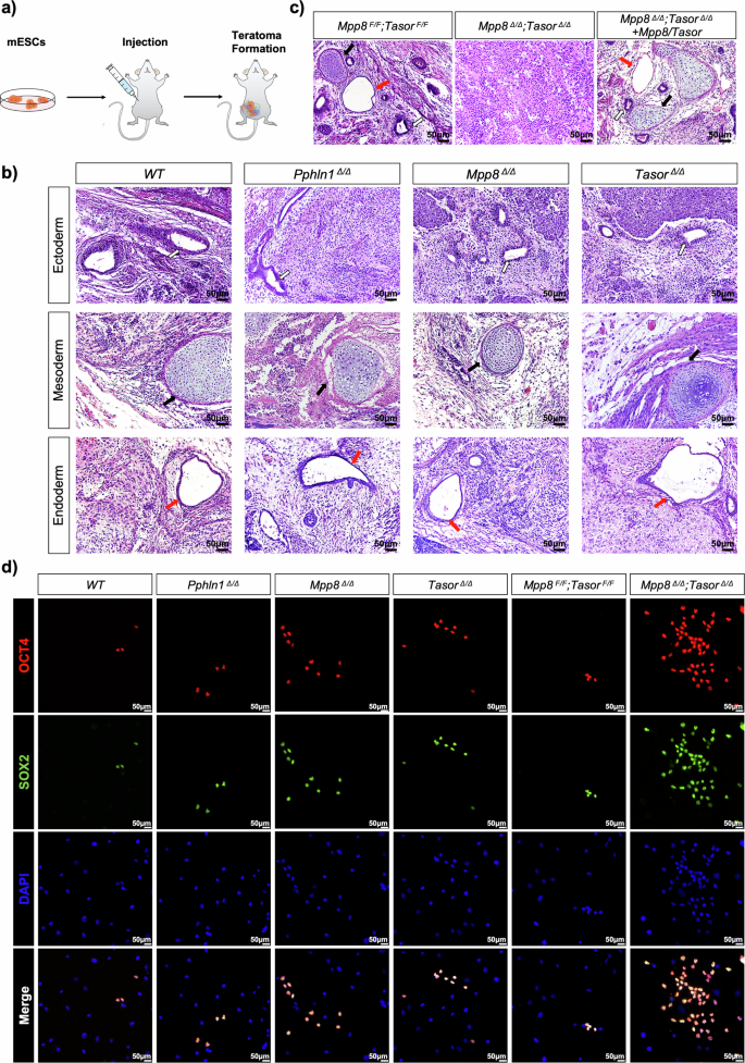 The HUSH complex facilitates the exit of pluripotency | Communications ...