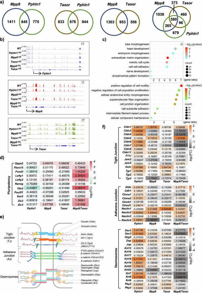 The HUSH complex facilitates the exit of pluripotency | Communications ...