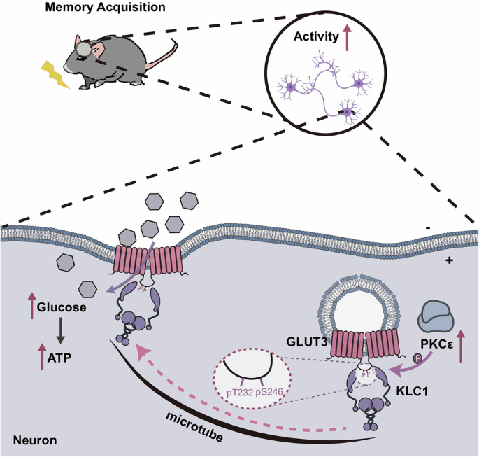 Neuronal activity-induced GLUT3 plasma translocation supports energy ...